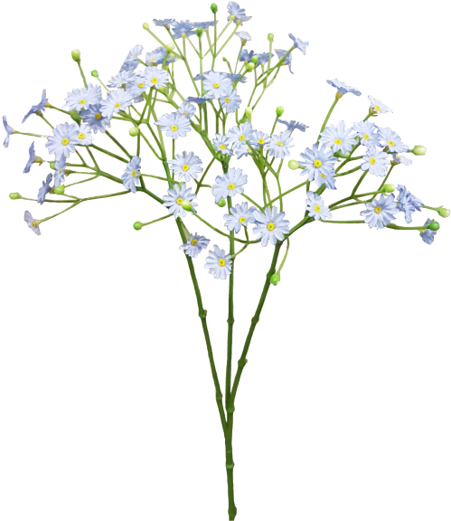 Download Baby Breath Flower Png Png Free Stock - Watercolor Baby's Breath Png - HD Transparent ...