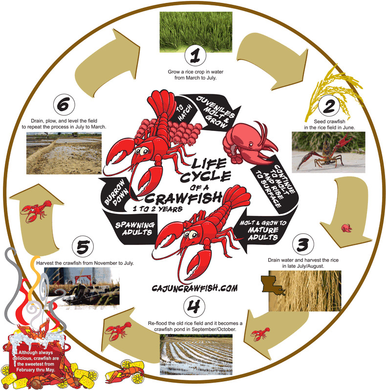 Crawfish Life Cycle Graphic - Crawfish Life Cycle PNG image free ...