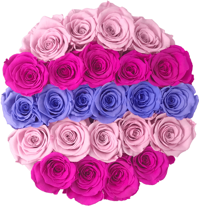 Download Prev - Garden Roses - HD Transparent PNG - NicePNG.com