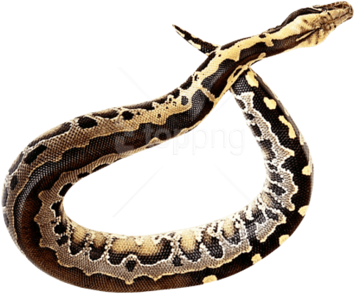 Download Free Png Python Free Desktop Png Images Transparent - Snake ...