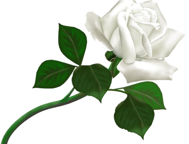 Download White Rose Clipart Guldasta - Thanks For Add Me - HD ...