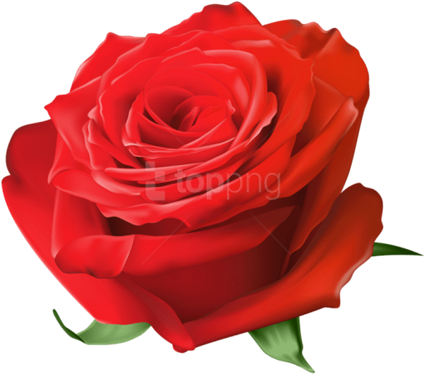 Download Free Png Download Red Rose Transparent Png Images Background ...