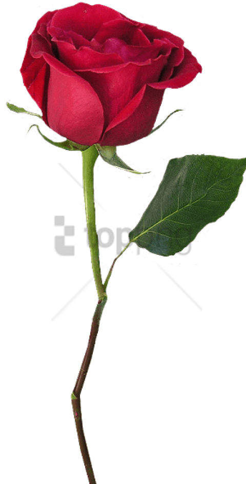 Download Free Png Rose With Stem Png Image With Transparent - Beauty ...