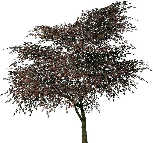 Download HD Japanese Trees Png - Pond Pine Transparent PNG Image ...