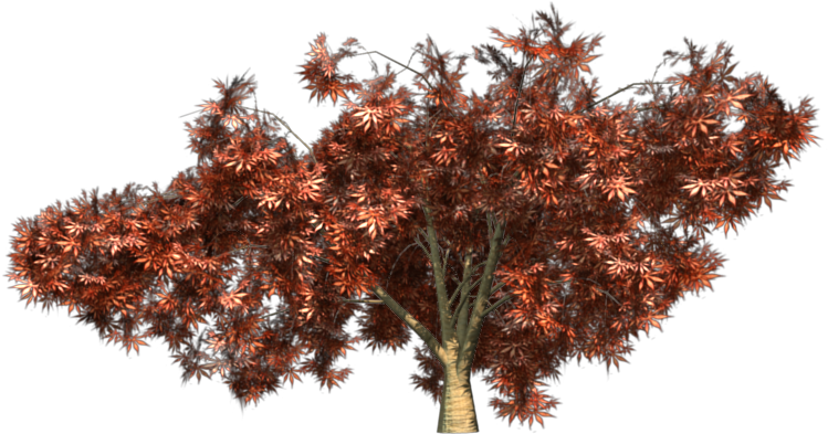 Download Texture - Dwarf Japanese Maple Png - HD Transparent PNG ...