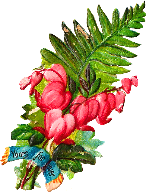 Download Bleeding Heart Flower Clipart - Illustration - HD Transparent ...