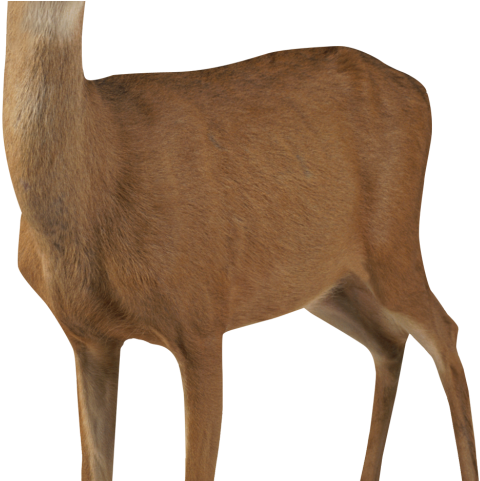 Download HD Buck Clipart Transparent - Png Transparent Forest Animals ...
