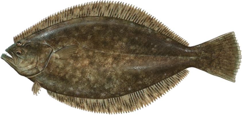 Download Flounder - Flat Fish With Eyes On Same Side - HD Transparent ...
