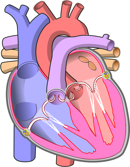 Download Diagram Of The Human Heart - Human Heart Without Labels - HD ...