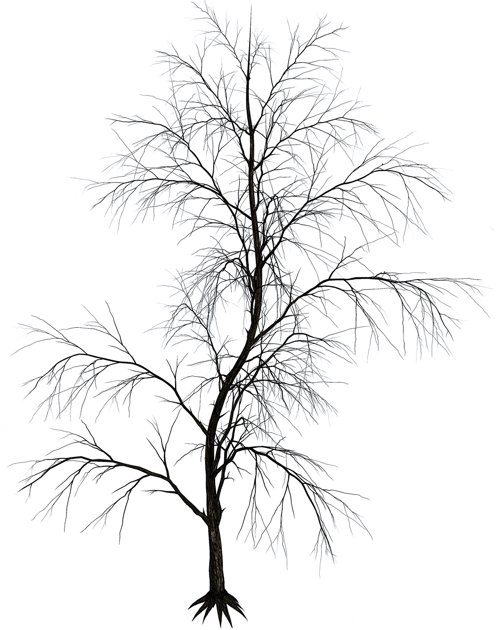 Download Isolated - Aesthetic Tree Png - HD Transparent PNG - NicePNG.com