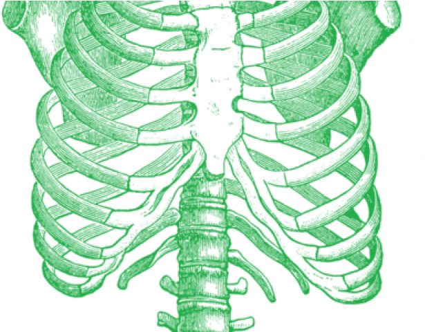 Download Human Skeleton Chest - HD Transparent PNG - NicePNG.com