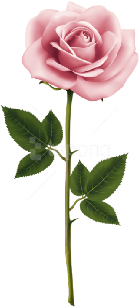 Download Free Png Download Pink Rose Png Images Background Png ...