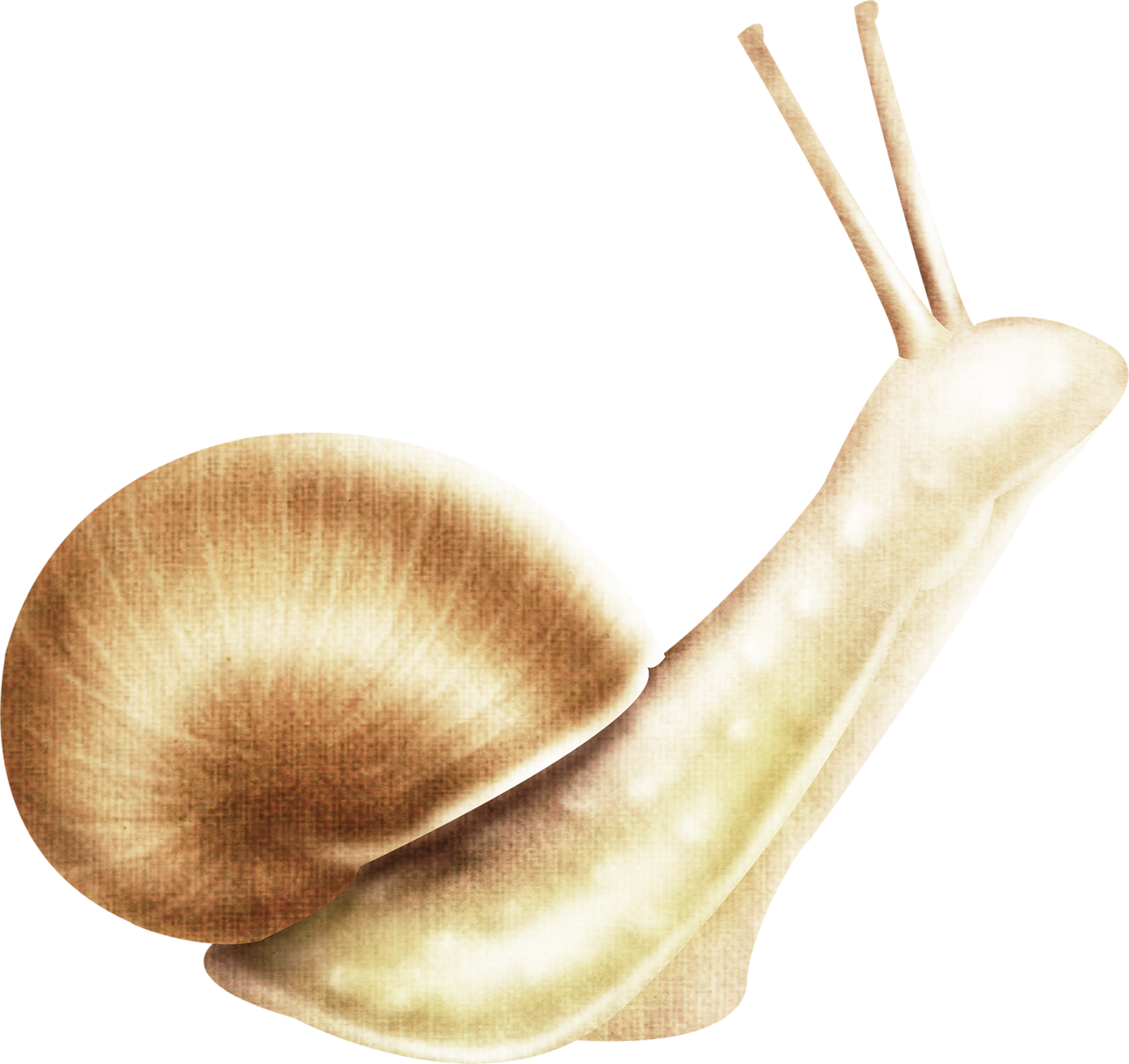 Download Snail Download Transparent Png Image - Snail - HD Transparent ...
