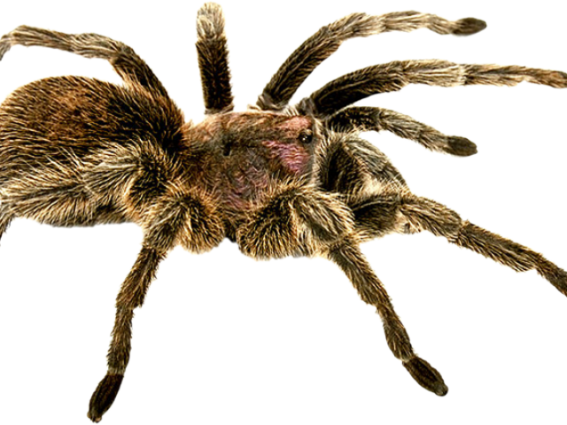 Spider Png Transparent Images - Spider Png PNG image free download ...
