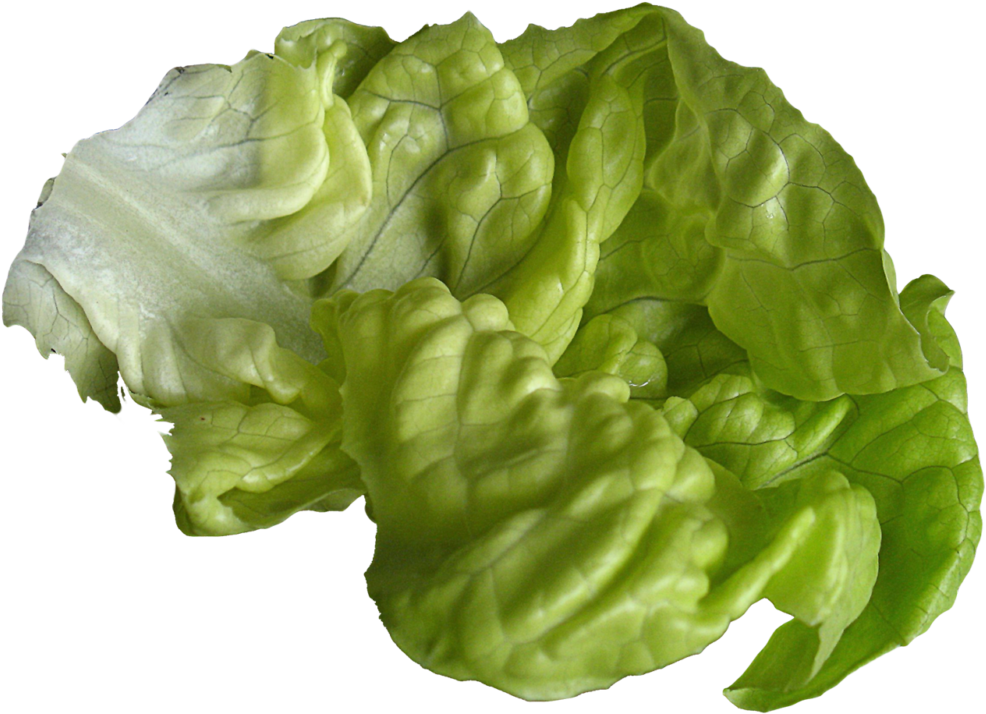 Download Lettuce Png Image - Lettuce - HD Transparent PNG - NicePNG.com