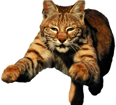 Download Bobcat Fierce - HD Transparent PNG - NicePNG.com