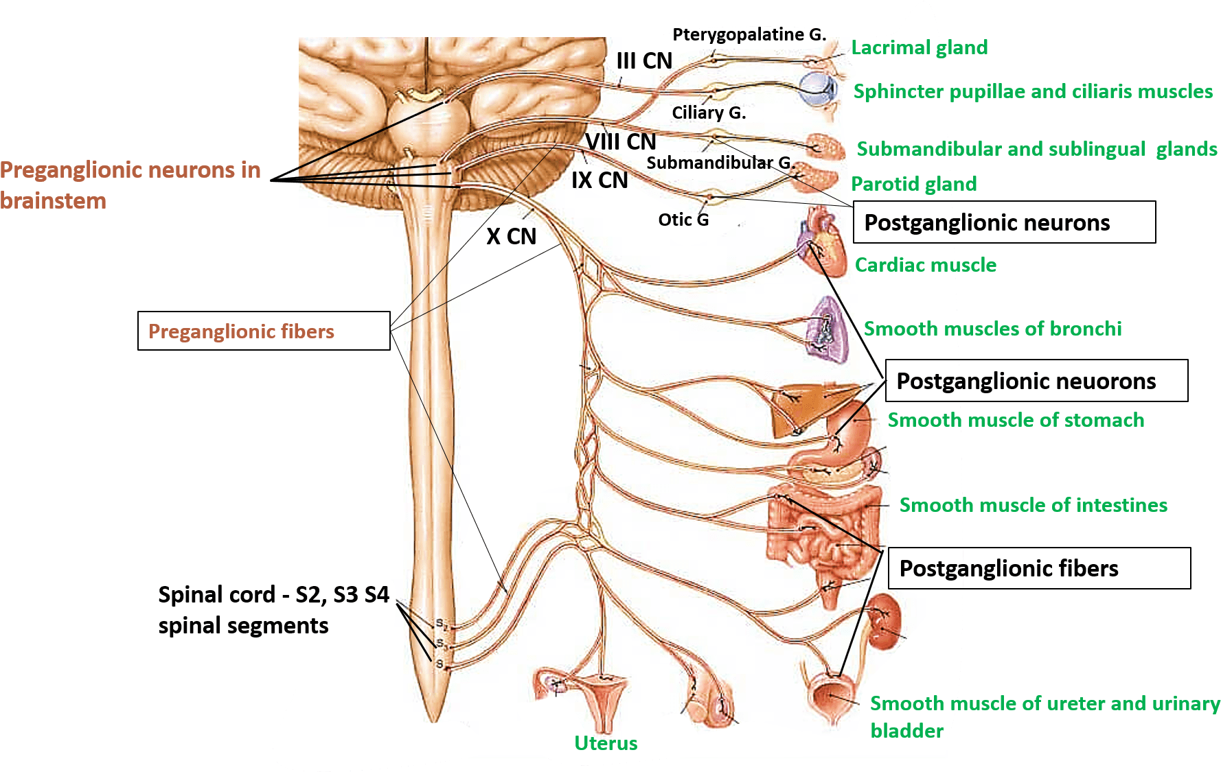 Download HD Parasympathetic Innervation - Diagram Transparent PNG Image ...