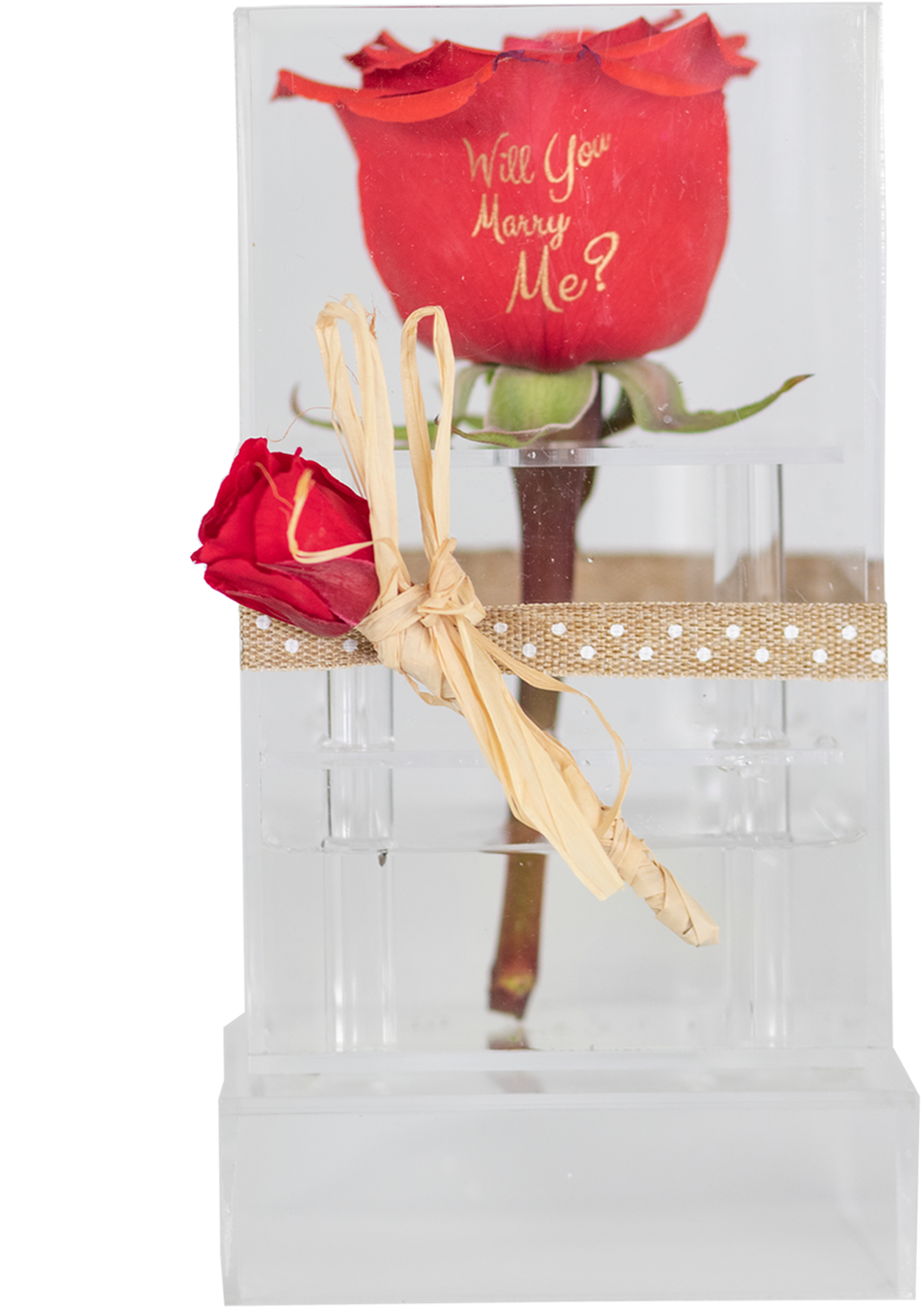 Download Preserved Rose In A Clear Acrylic Box - Garden Roses - HD ...