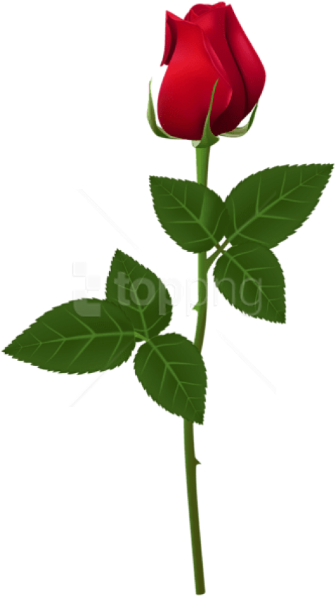 Download Free Png Rose Png Images Transparent - Rose Png For Picsart ...