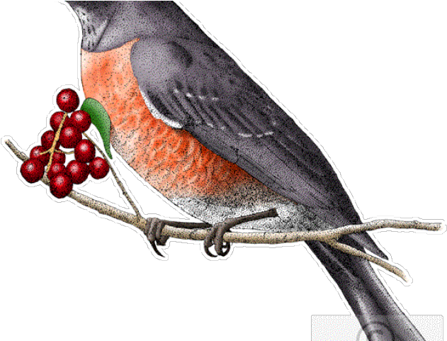 Download HD Robin Clipart Blue Bird - Connecticut State Animals ...